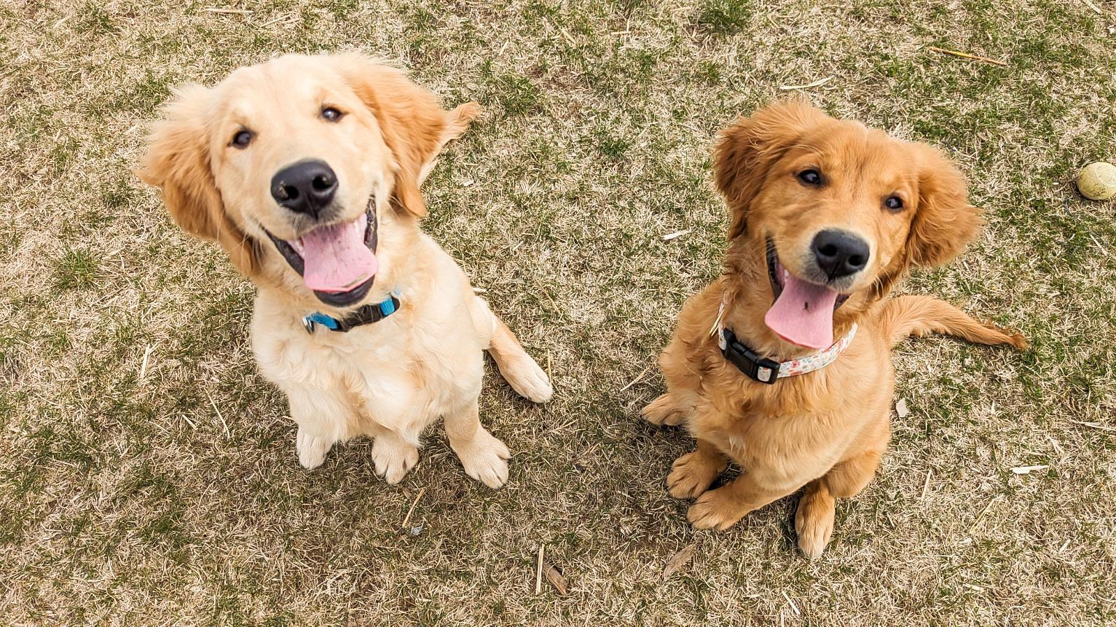 Cornerstone Kennels in Wisconsin | Golden Retriever, Goldendoodle or ...