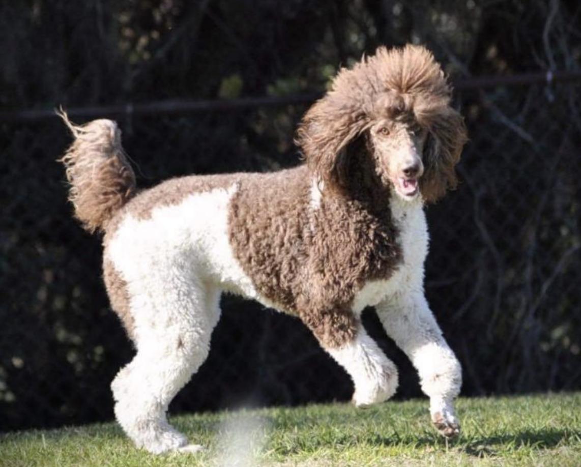 Mark's Poodles in Michigan | Poodle puppies | Good Dog