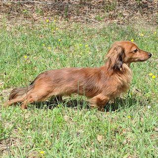 Doitsujin Dachshunds in South Carolina | Dachshund puppies | Good Dog