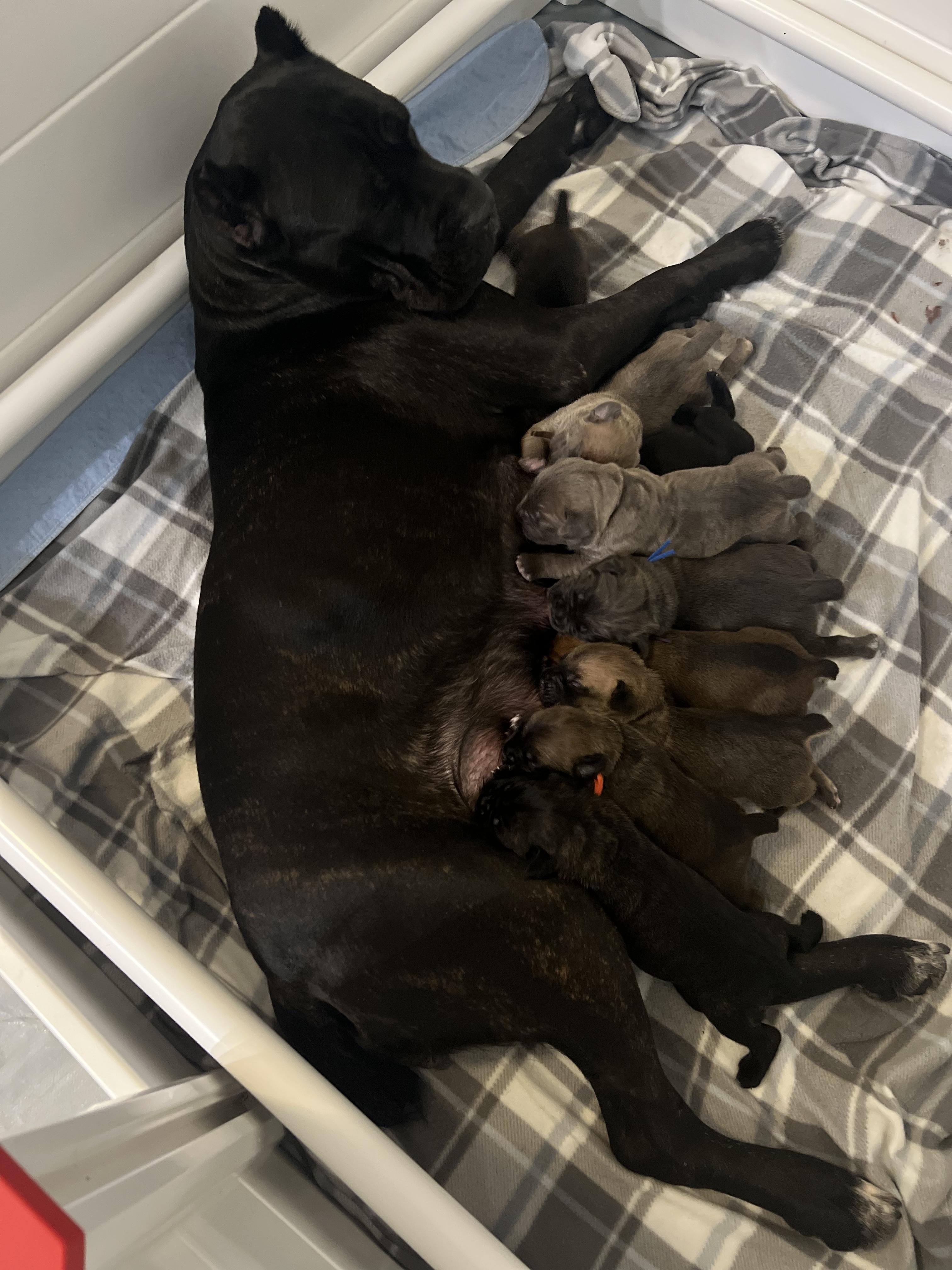 Valyrian Cane Corsos in Florida | Cane Corso puppies | Good Dog