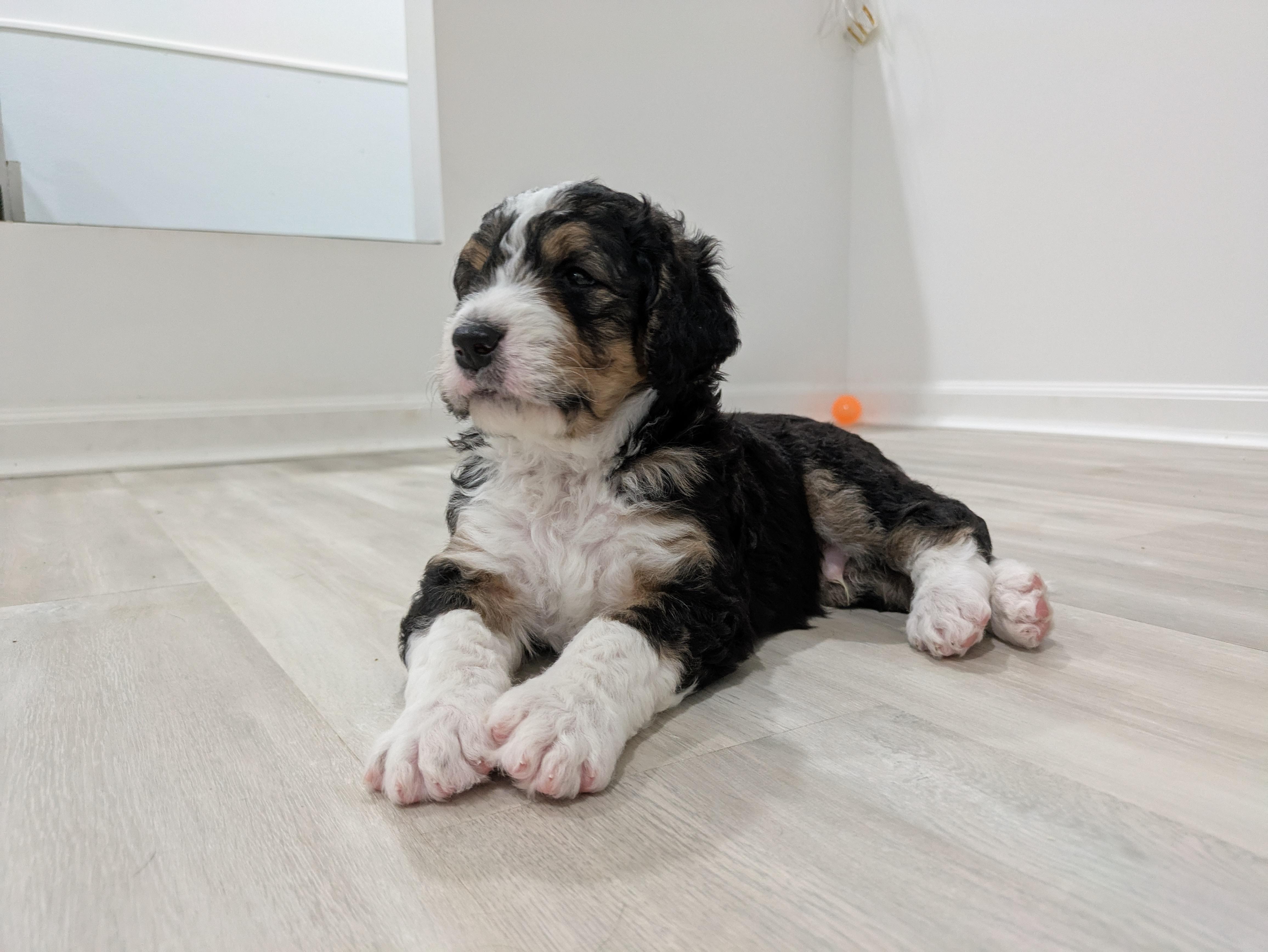 Harpers Ferry Doodles in West Virginia | Bernedoodle puppies | Good Dog