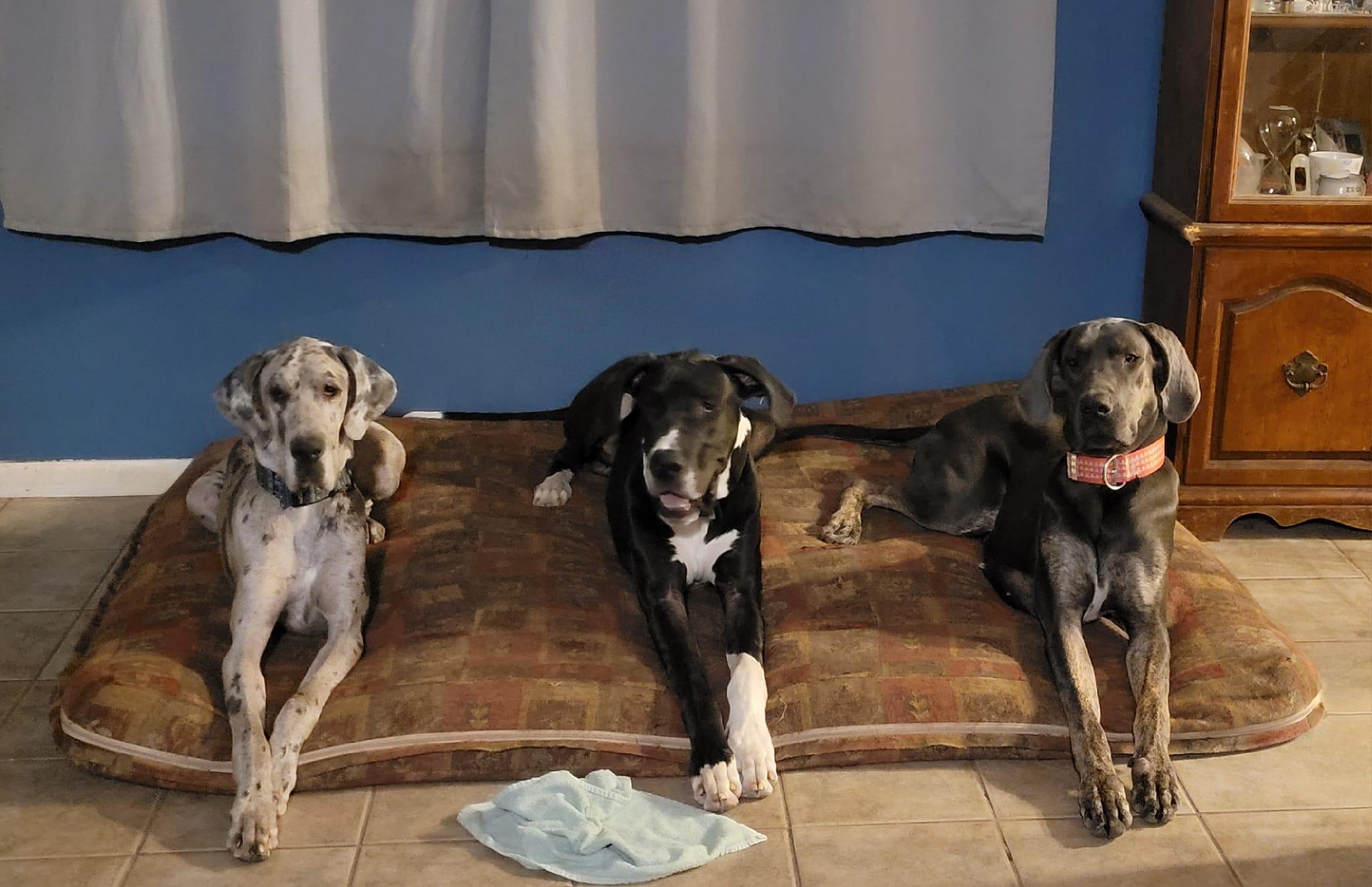 Danes of Cherry Tree in Florida | Great Dane puppies | Good Dog