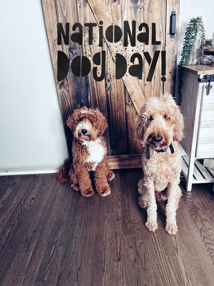 Copper Doodles in Georgia | Goldendoodle puppies | Good Dog