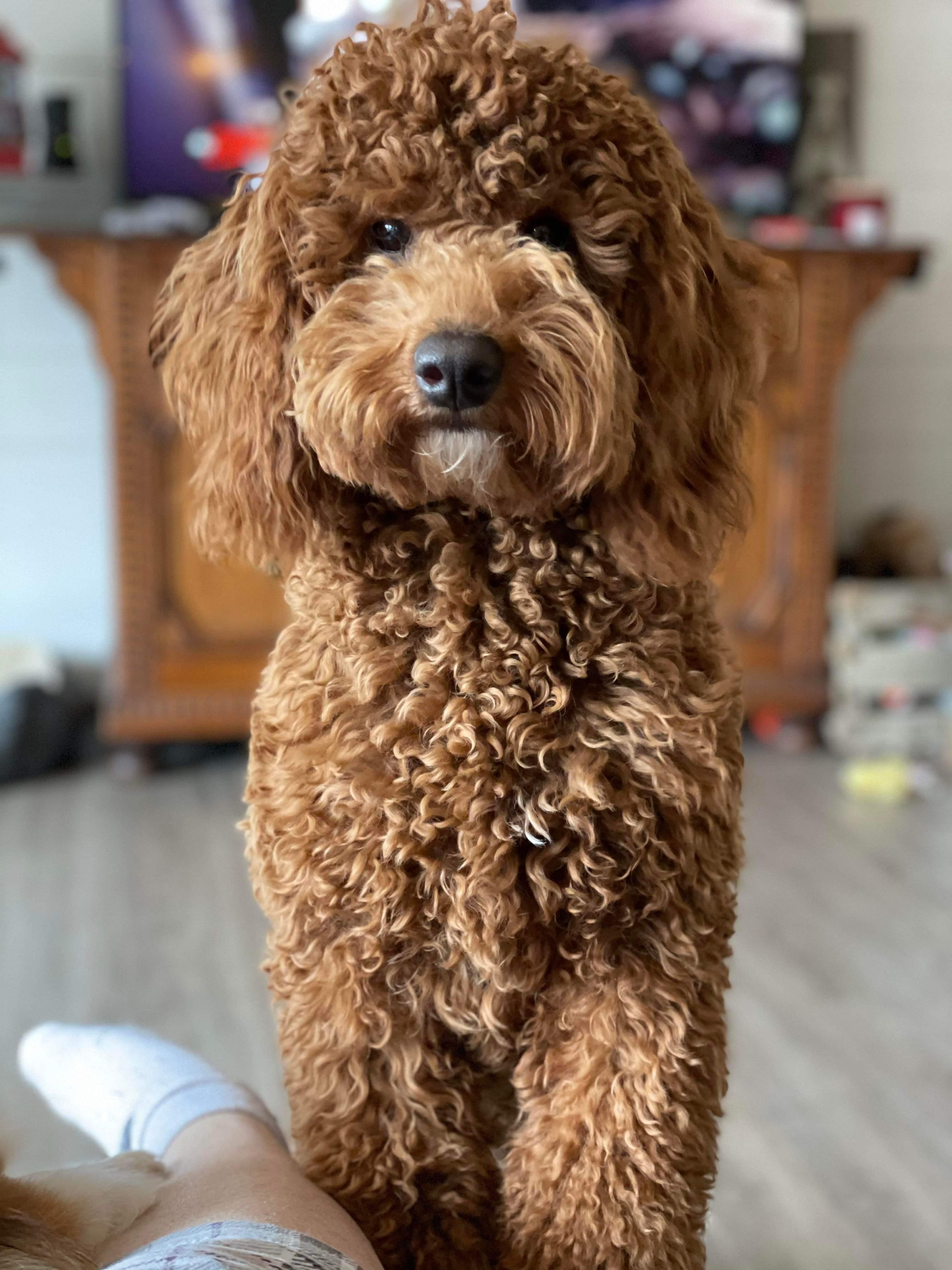 Arkie Doodles in Arkansas | Goldendoodle puppies | Good Dog