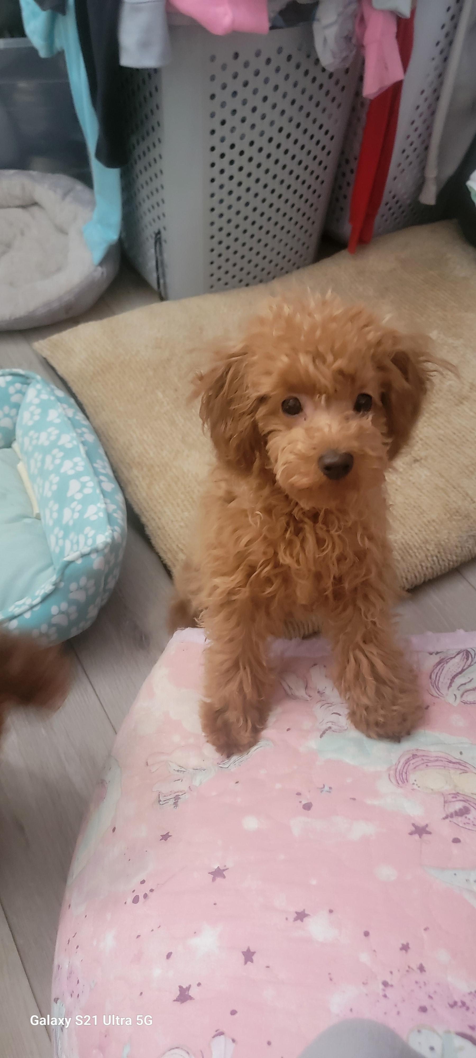 Bobbies poodles in Michigan | Poodle puppies | Good Dog
