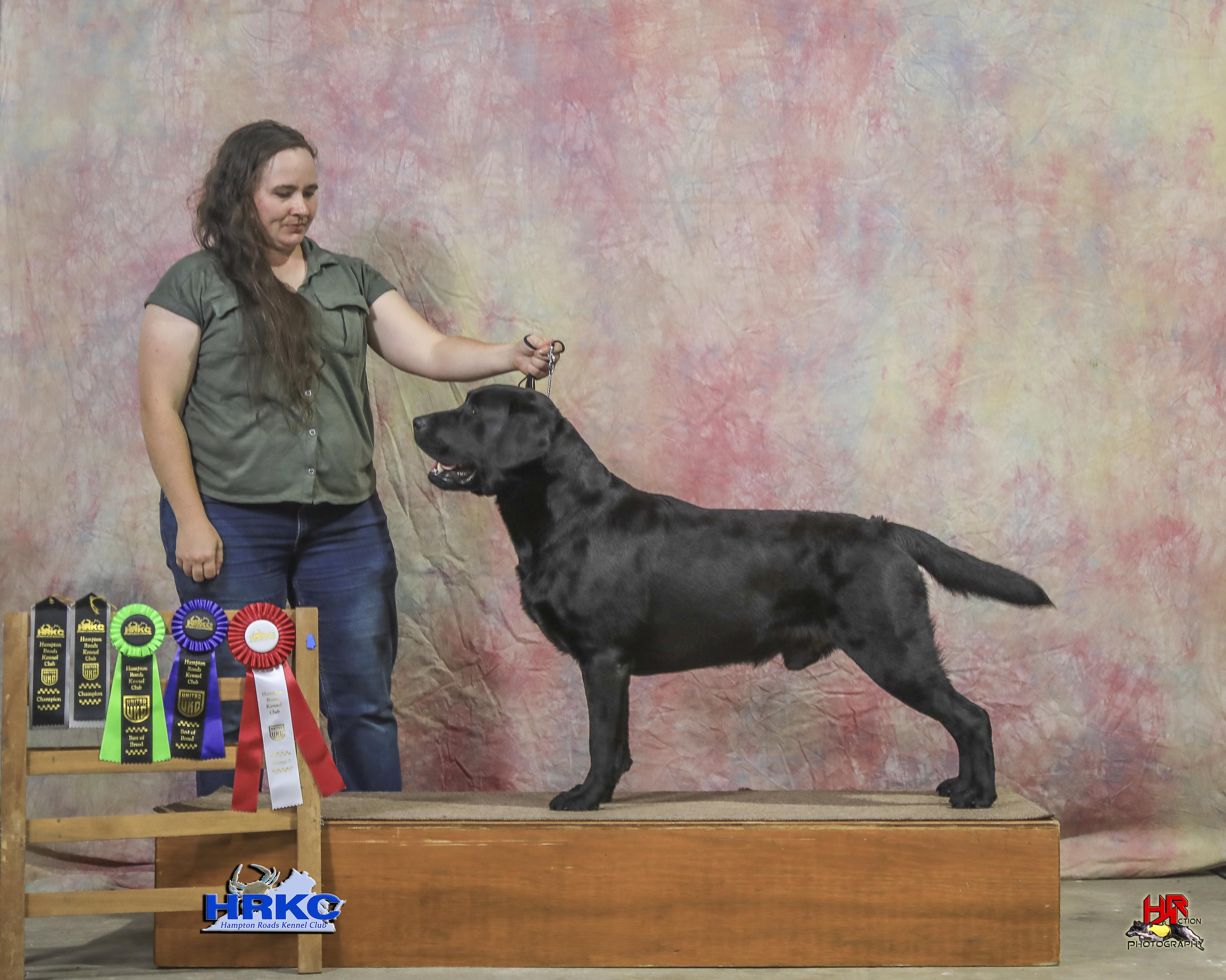 Riverside Sunset Labrador Retrievers in Virginia | Labrador Retriever ...