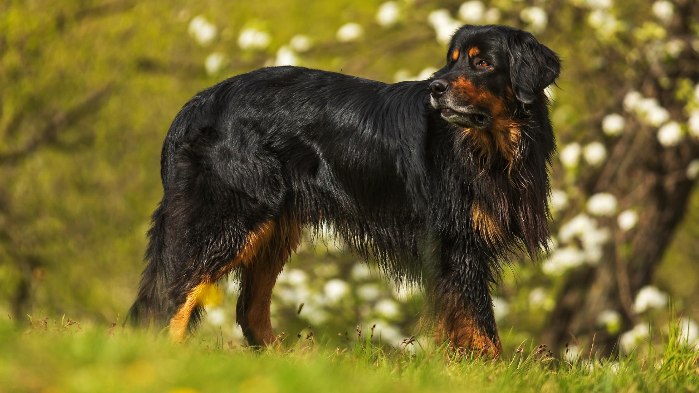 #1 Guide to Health Testing — Hovawart | Good Dog