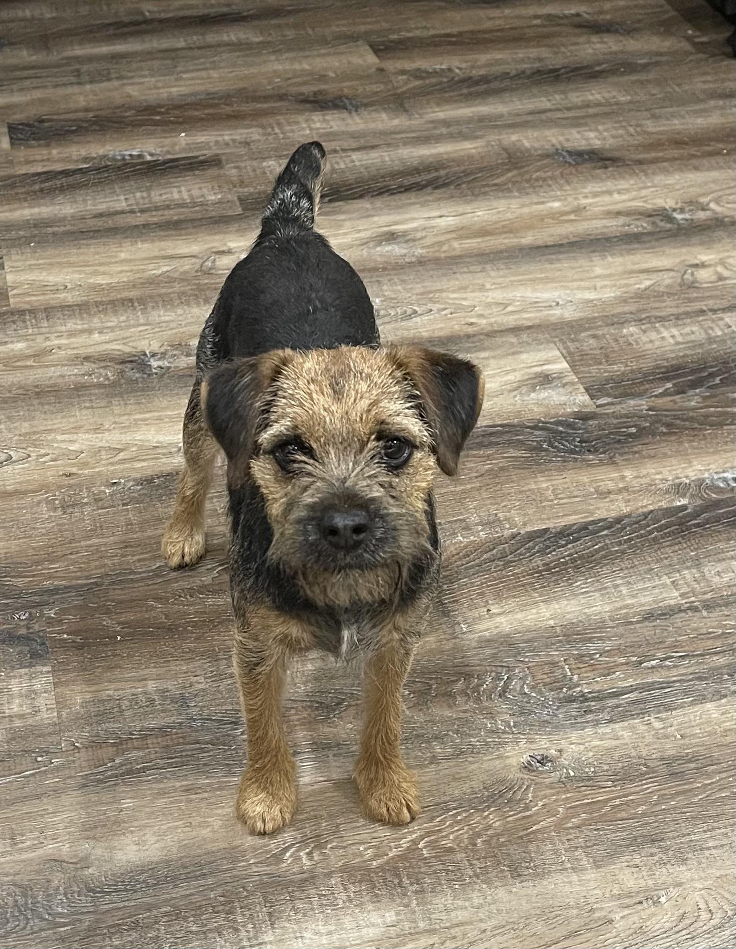 Dig Em Out Terriers / Twin Willow Borders in Georgia | Border Terrier ...