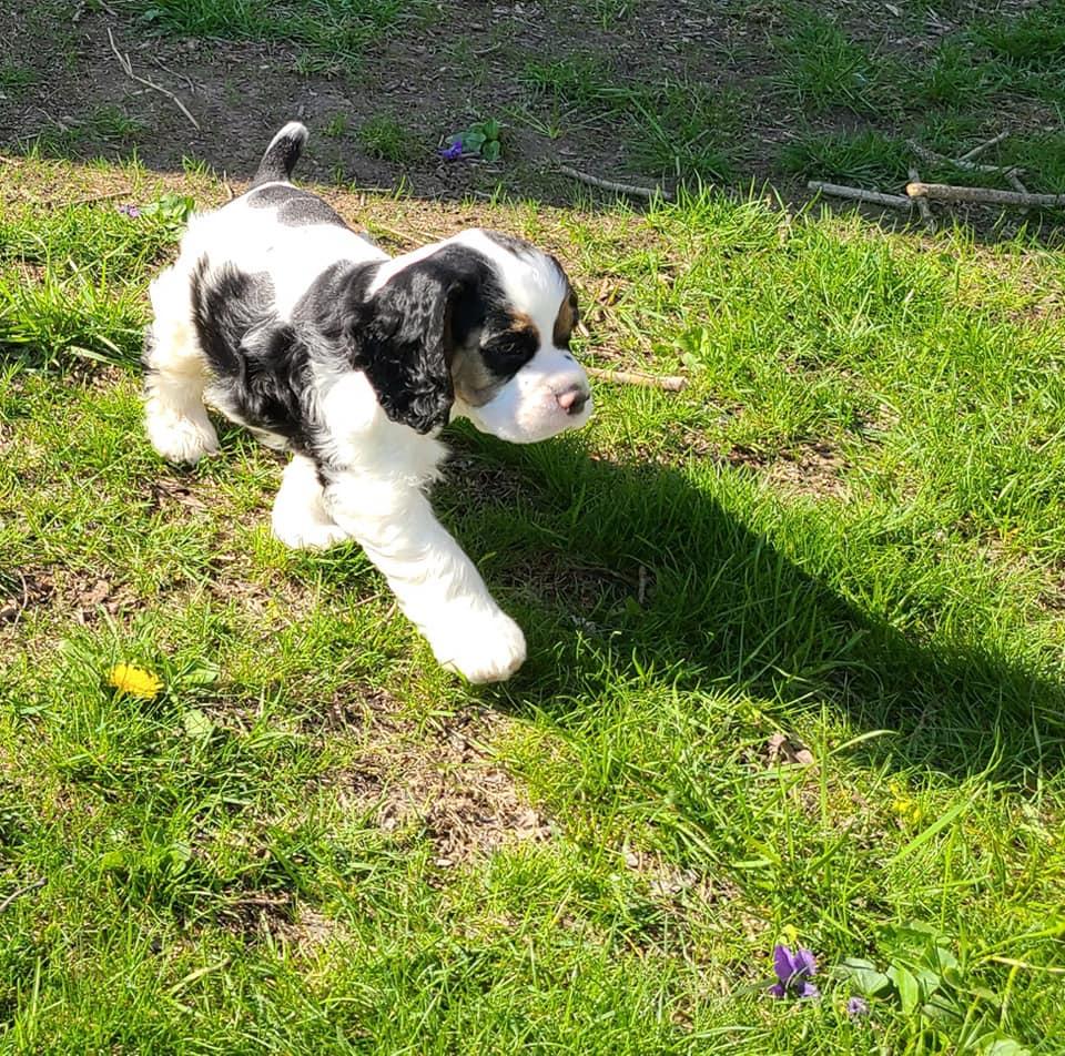ChristMos Cockers in Pennsylvania | Cocker Spaniel puppies | Good Dog