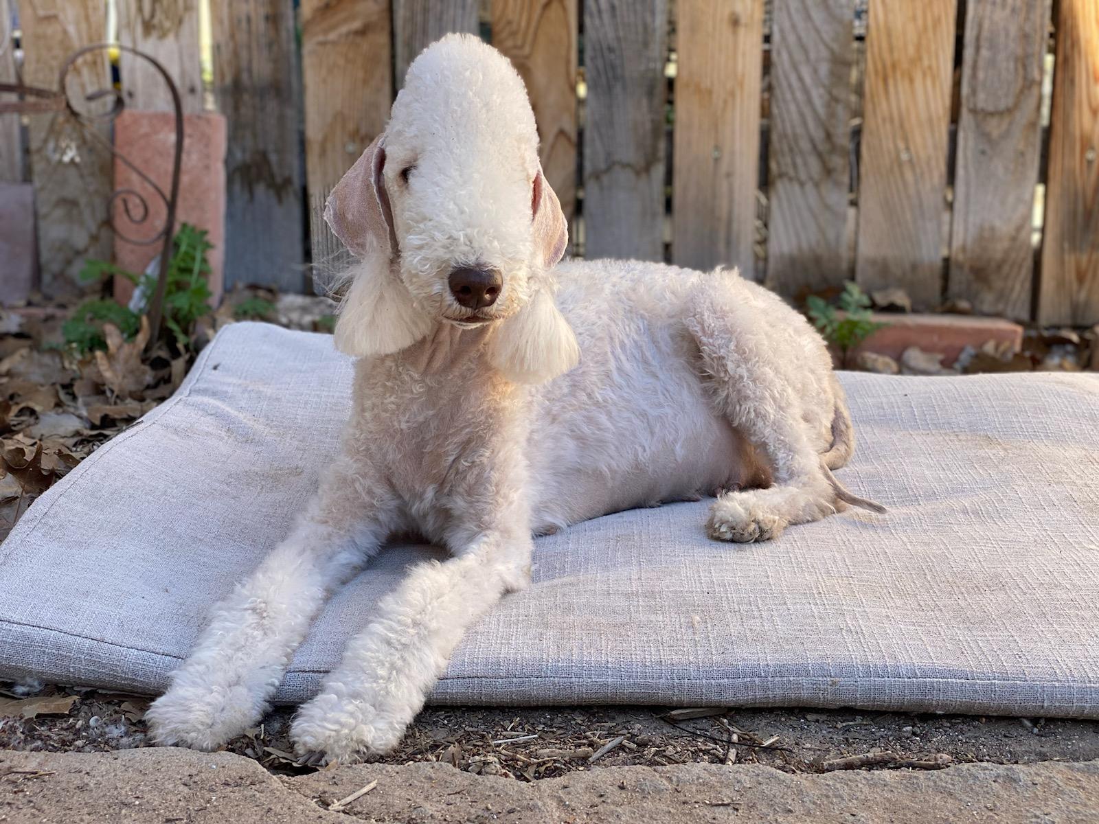 Windslore Bedlington Terriers in New Mexico | Bedlington Terrier ...