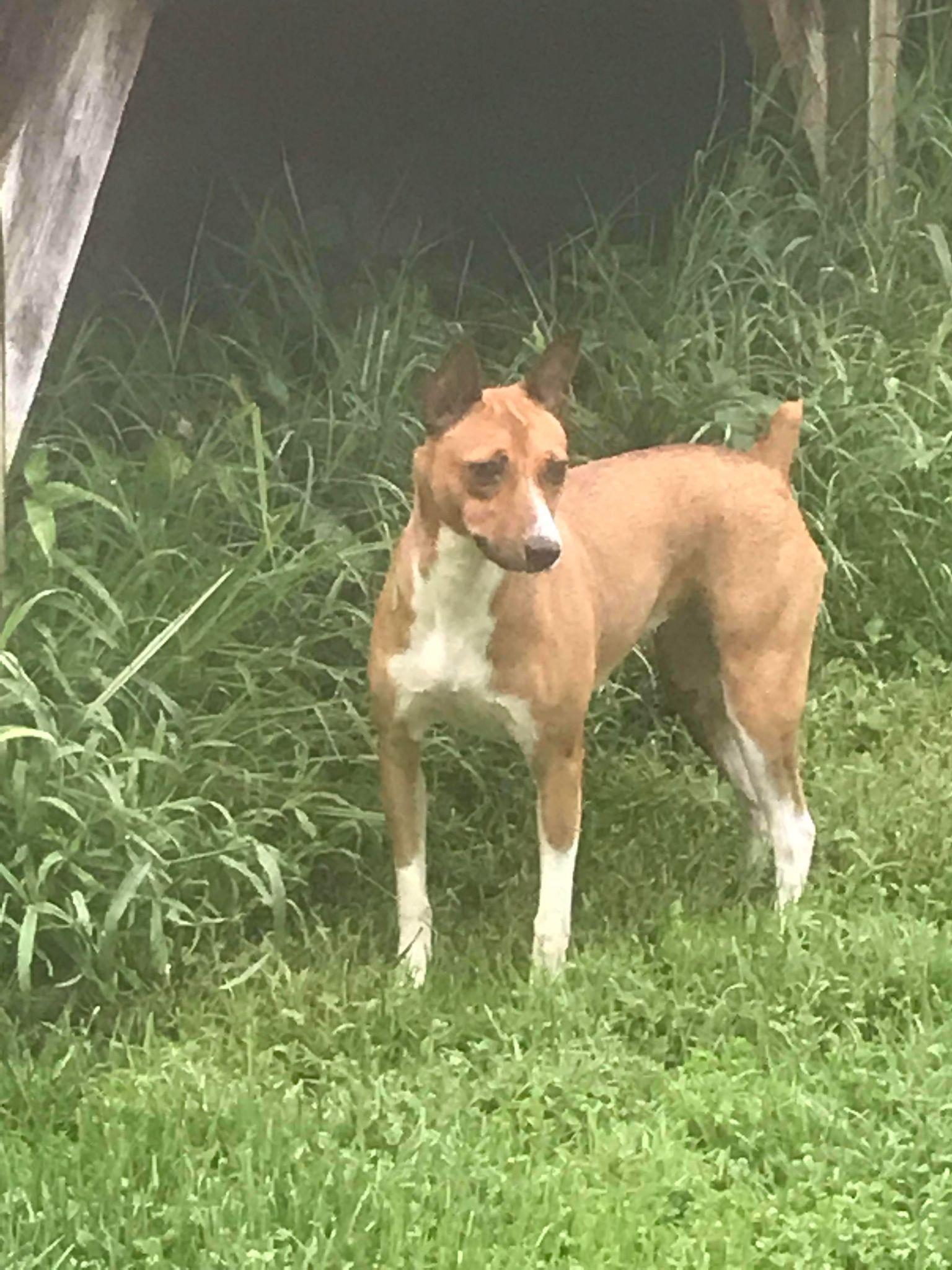 Rattle Creek Farm in Virginia | Rat Terrier puppies | Good Dog