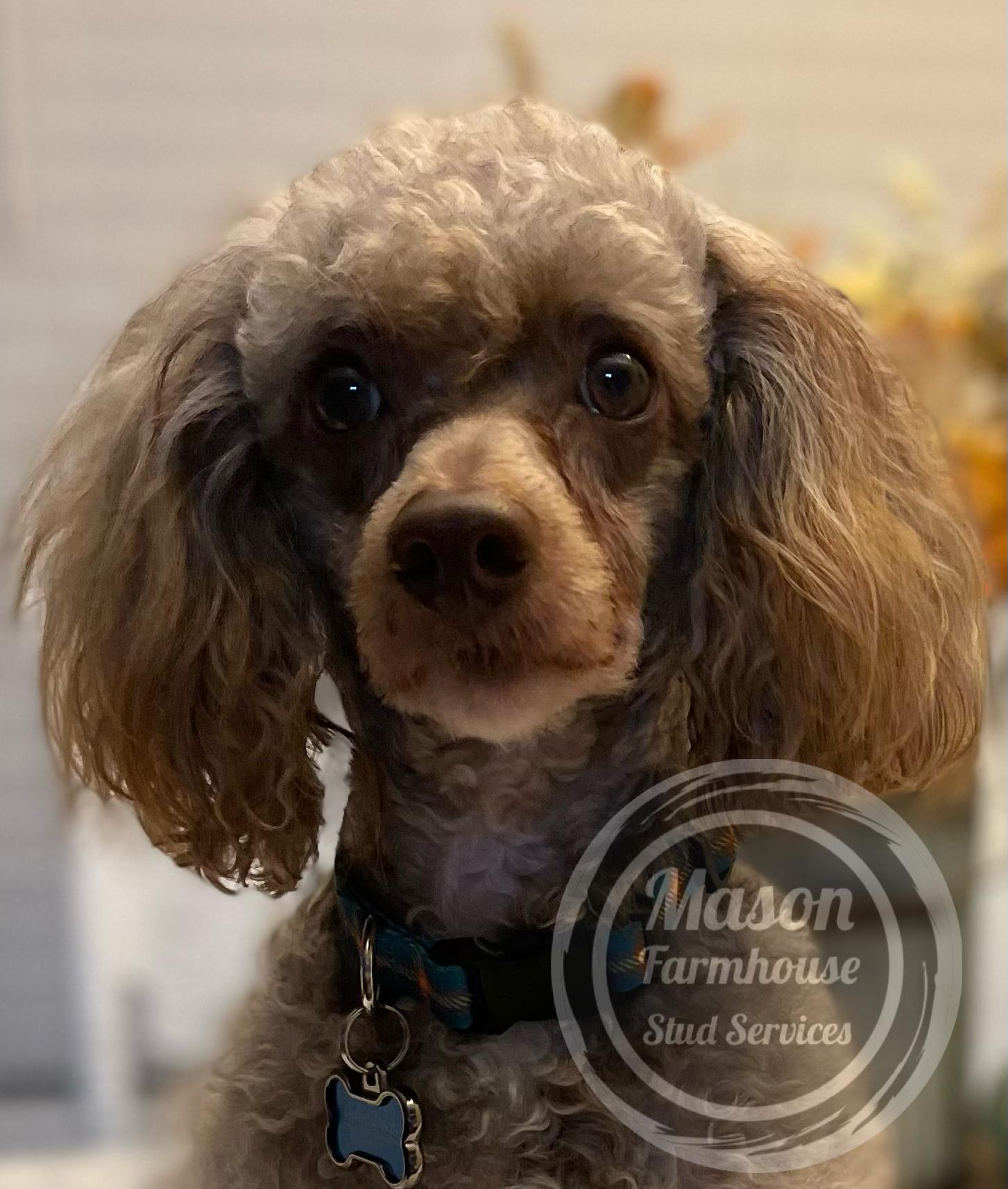 Mason Farmhouse Poodles, Doodles & Poos (Breeding & Stud Services) in ...