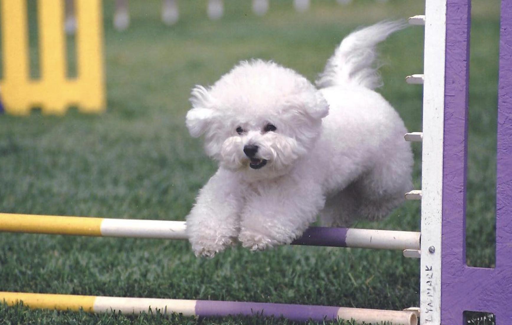 Bestow Champion Bichons in California | Bichon Frise puppies | Good Dog