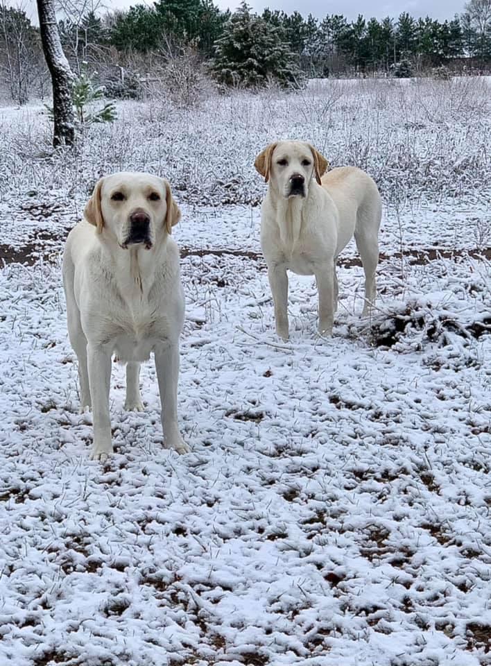 River Haven Labradors in Minnesota | Labrador Retriever puppies | Good Dog