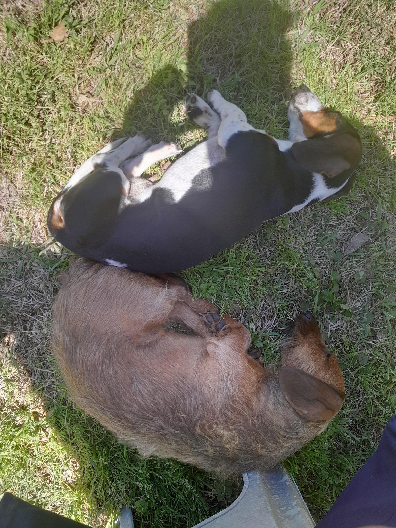 Dizzy and Marshall puppy in Arkansas | Dachshund puppies | Good Dog