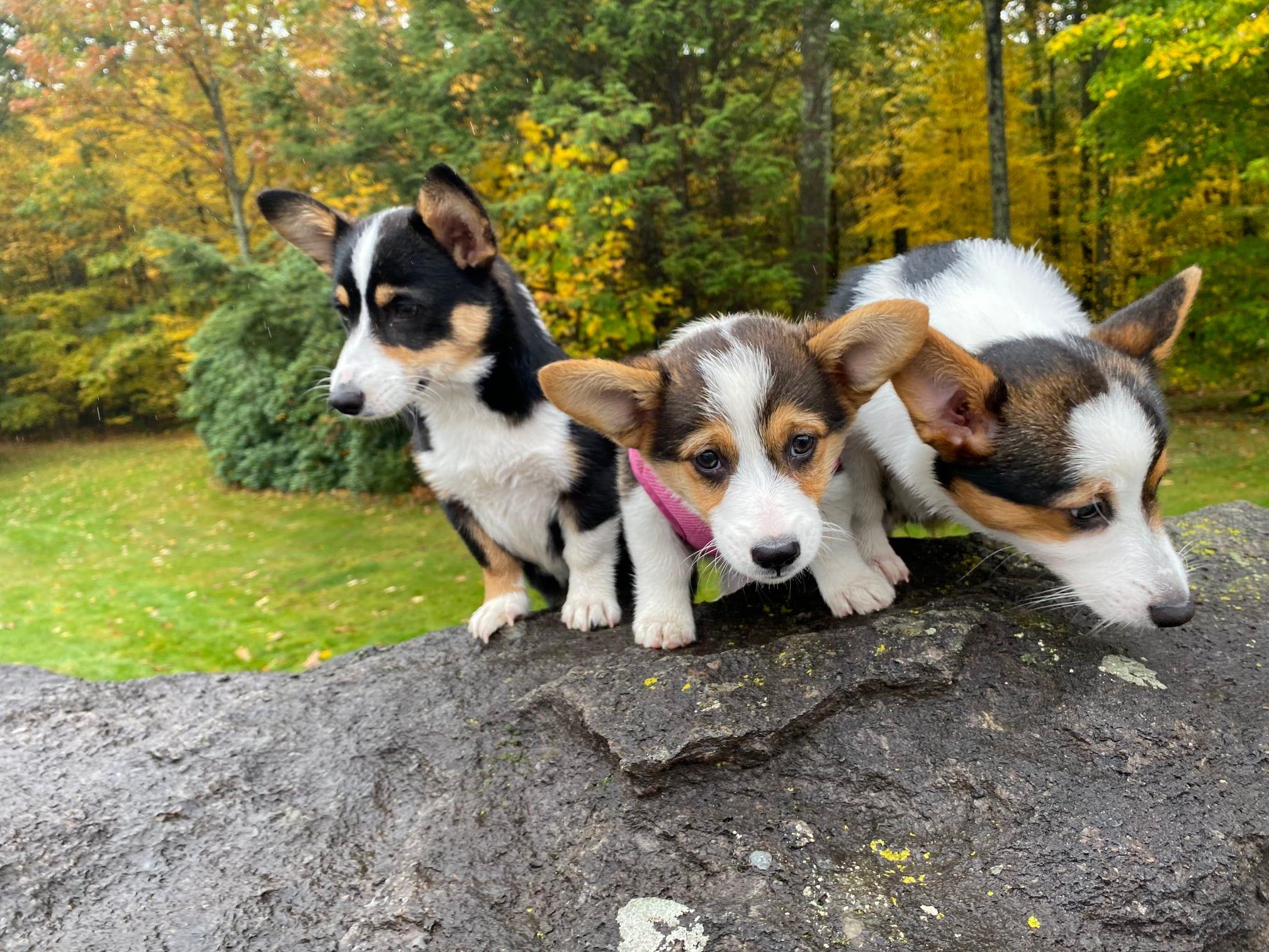 Windy City Corgis in Illinois | Pembroke Welsh Corgi puppies | Good Dog