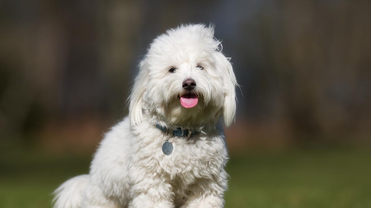 25 cute Coton de Tulear puppies for sale | Good Dog