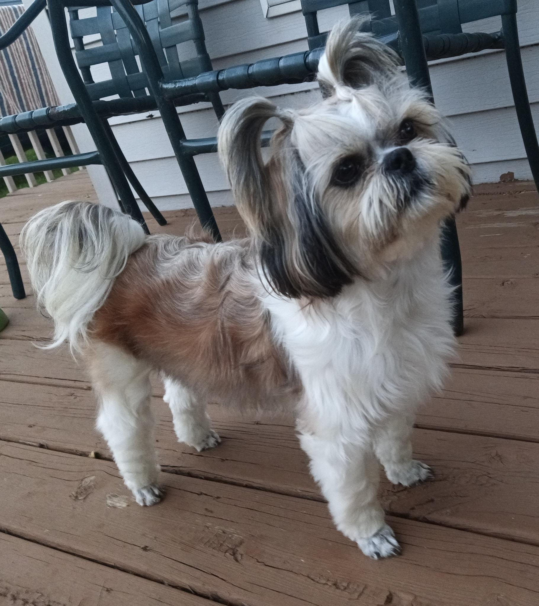 Maple's Malshies in Michigan | Mal-Shi puppies | Good Dog