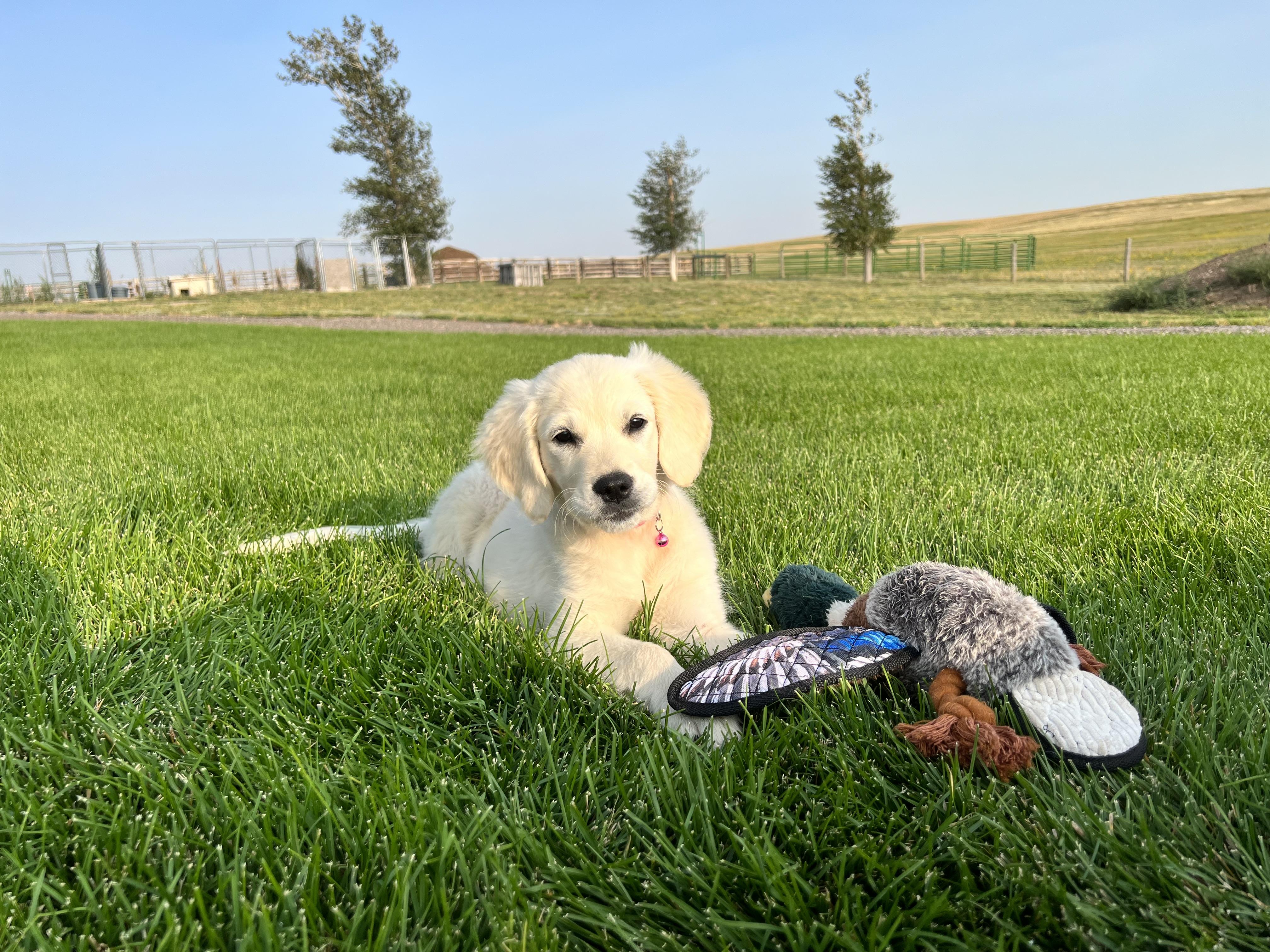 Grace Skye Goldens in Colorado | Golden Retriever puppies | Good Dog