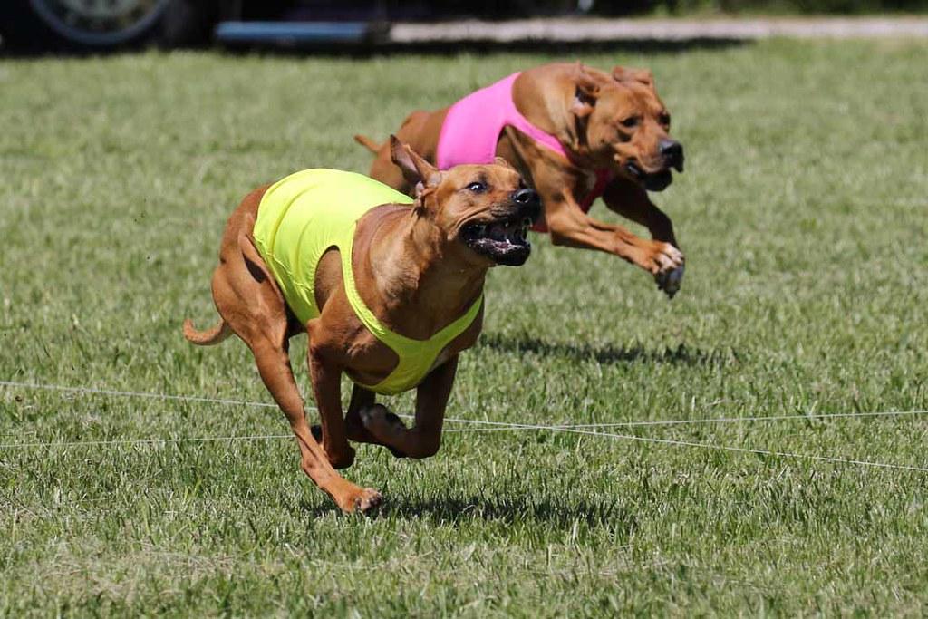 Tonia's Rhodesian Ridgebacks in Oklahoma | Rhodesian Ridgeback puppies ...