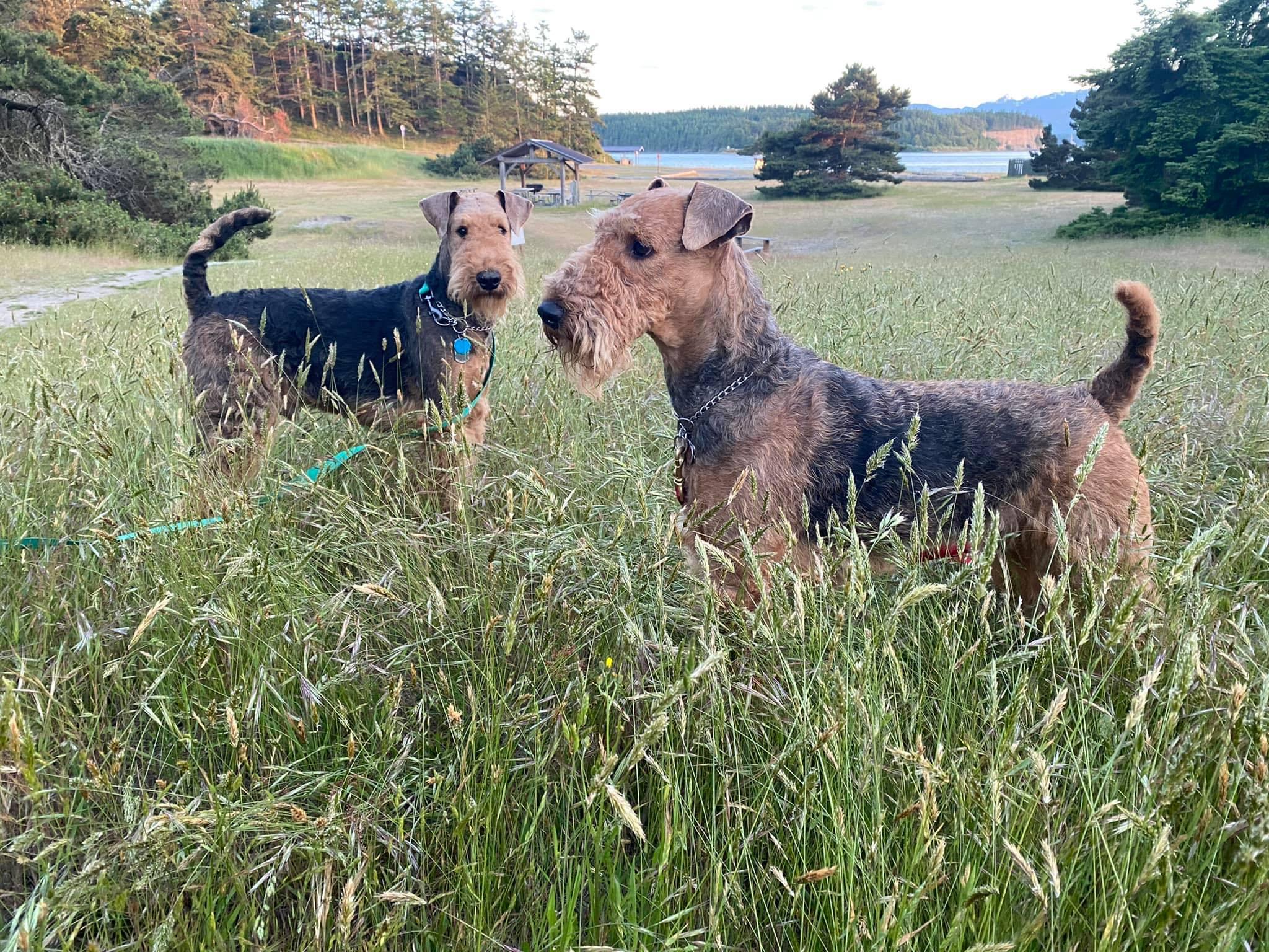 Hazel Blue Airedales in Washington | Airedale Terrier puppies | Good Dog
