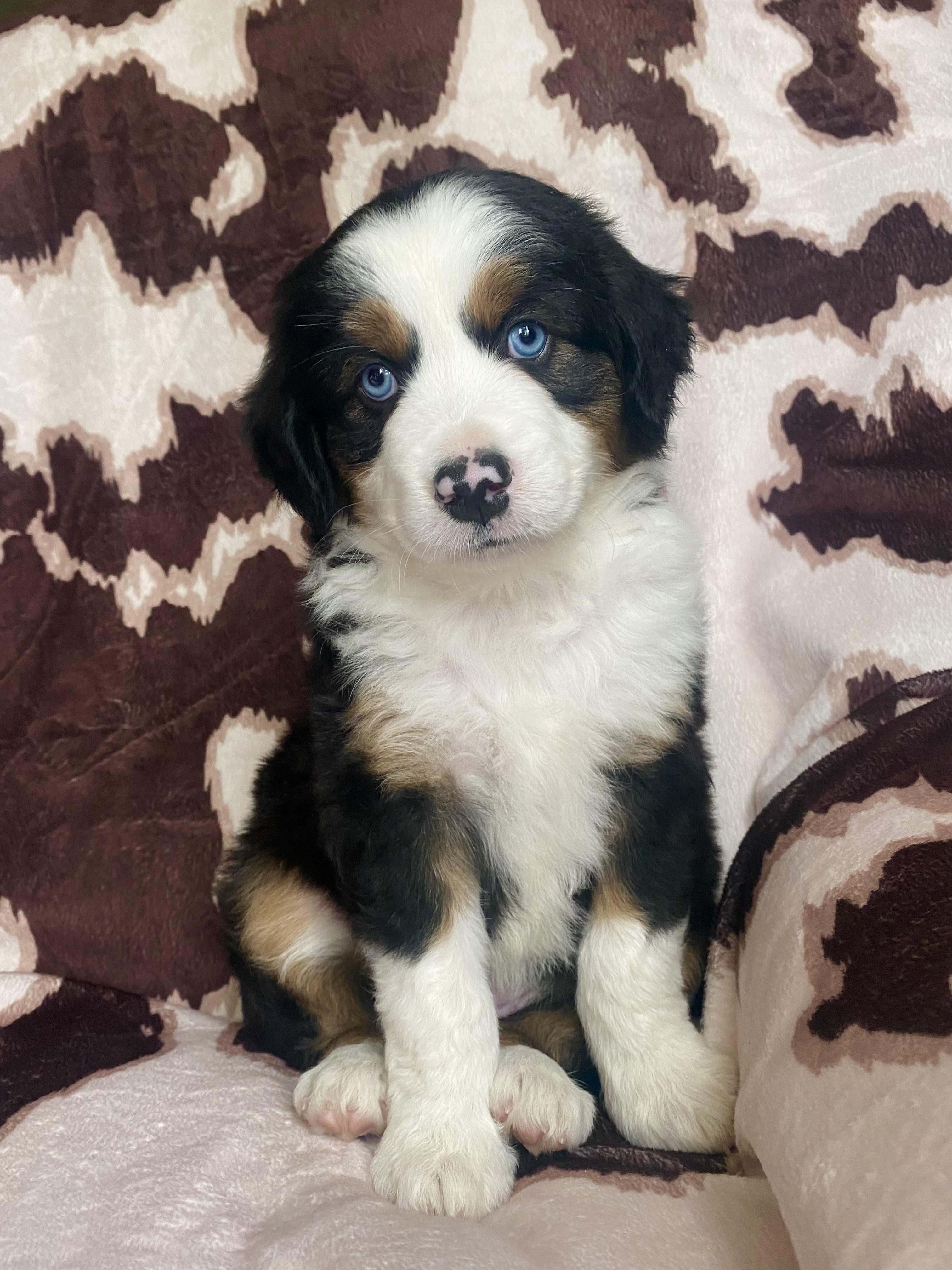 JSK Aussie and Cavaliers in Texas | Cavalier King Charles Spaniel and ...