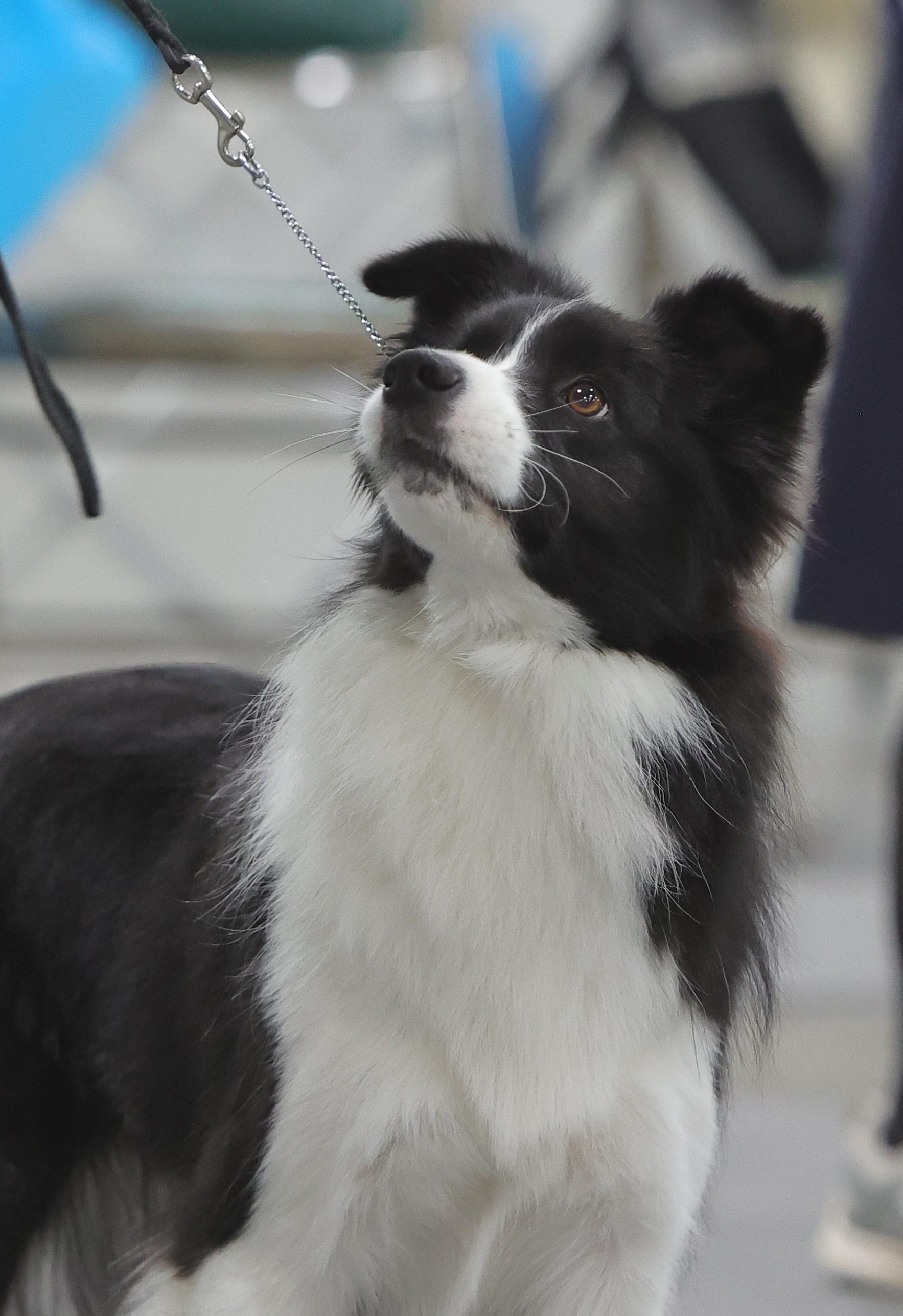 Shorewind Border Collies in Georgia | Border Collie puppies | Good Dog