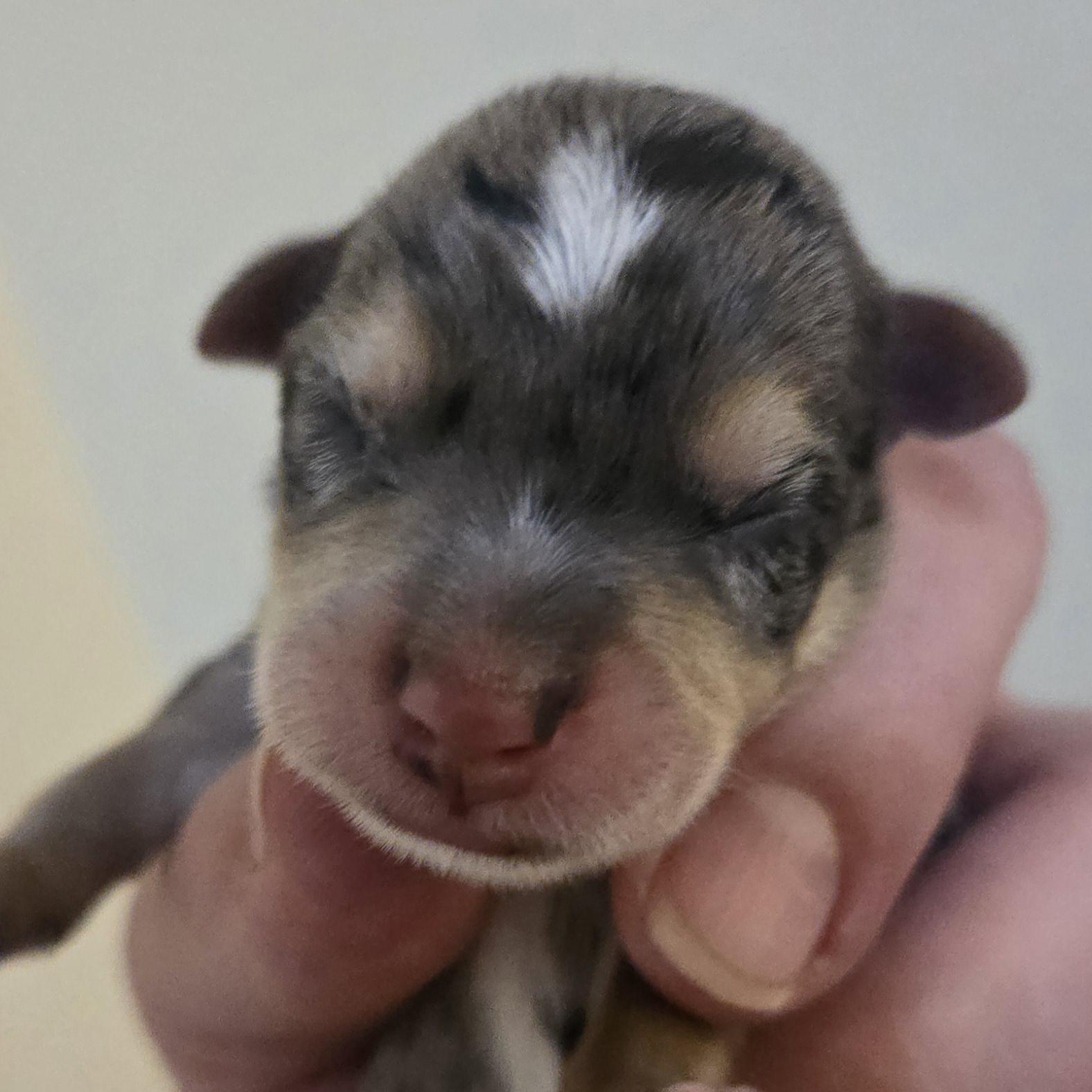 Isabelle's Puppy Patch in Florida | Companion Cross puppies | Good Dog