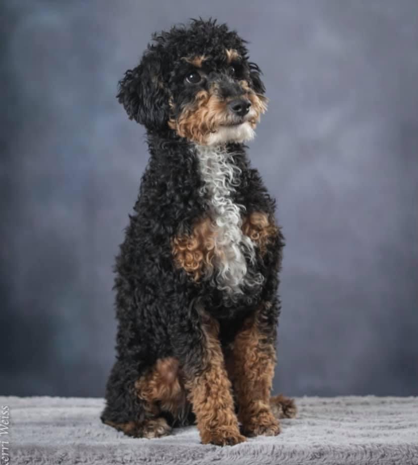 Dream Doodles and Cockapoos in Illinois | Bernedoodle, Cockapoo or ...