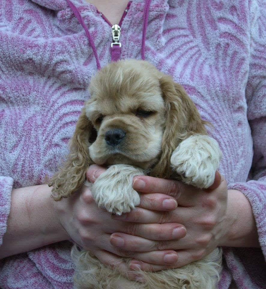 Bleumoon Cockers in Pennsylvania | Cocker Spaniel puppies | Good Dog