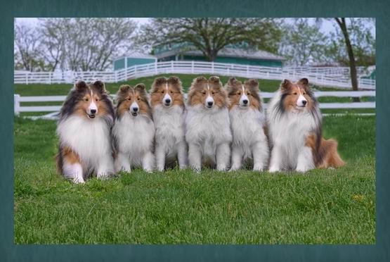 Shalamar Shelties in Idaho | Shetland Sheepdog puppies | Good Dog
