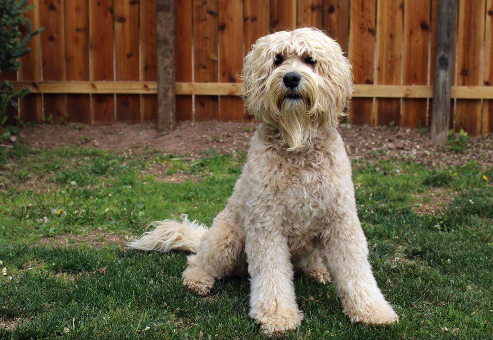 Desert Waves Labradoodles in New Mexico | Australian Labradoodle ...