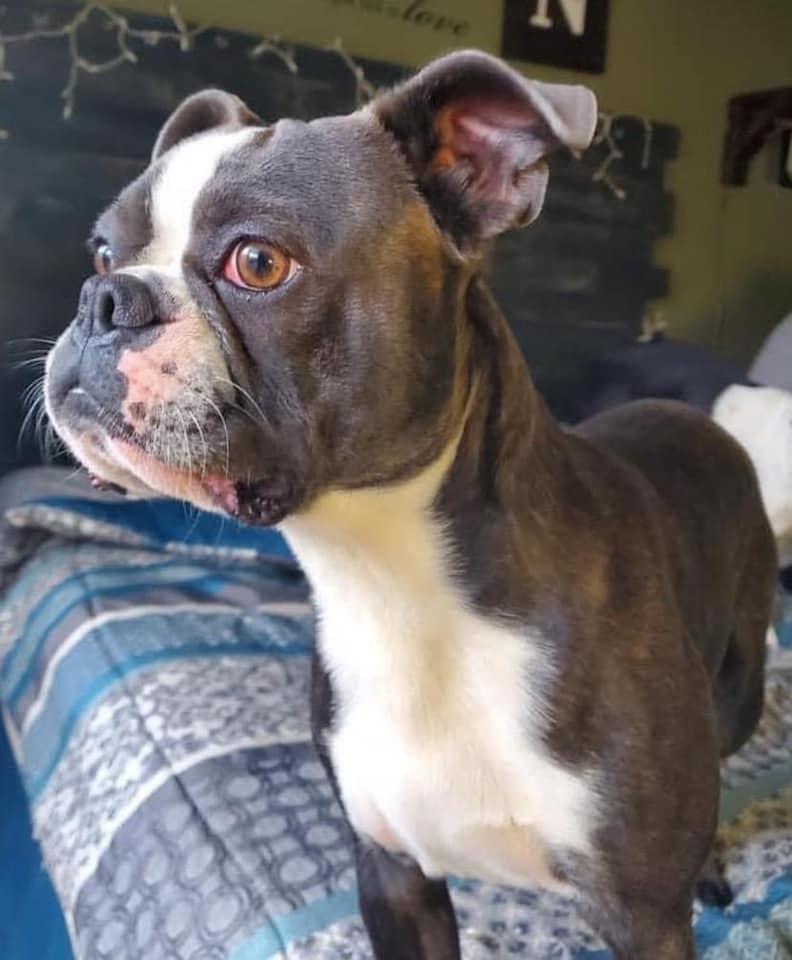 Donna’s Bostons and Bulldogs in Tennessee | Boston Terrier, French ...