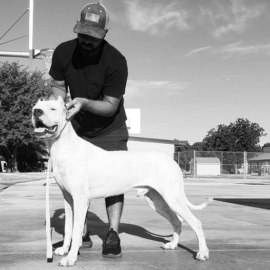 La Tribe of Judah | Dogo Argentino in Texas in Texas | Dogo Argentino ...