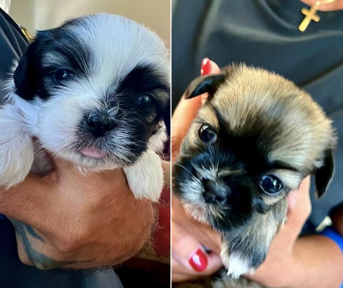 Holy City Shih Tzu in South Carolina | Shih Tzu puppies | Good Dog