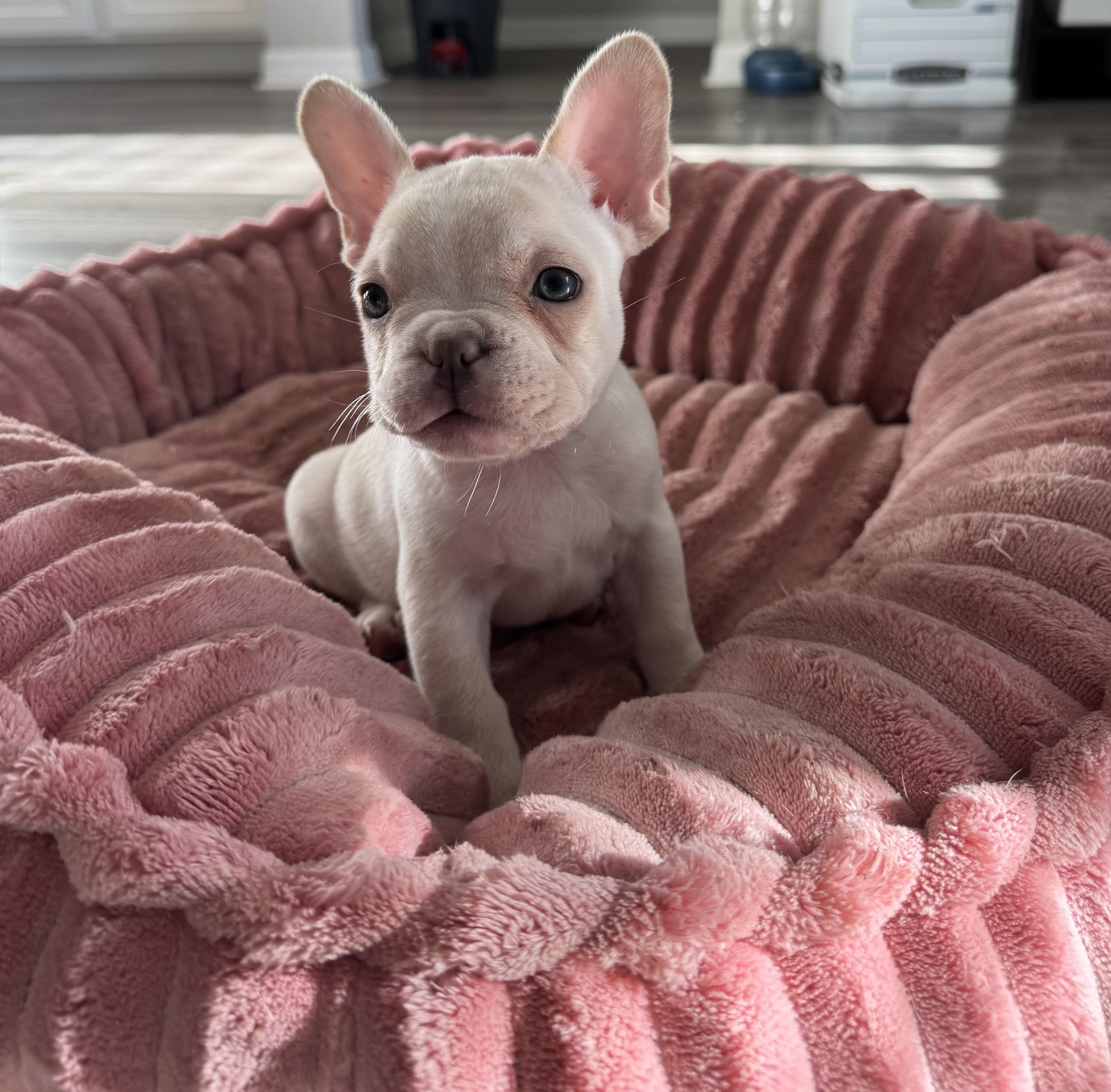 The Frenchie Lady Co. in Florida | French Bulldog puppies | Good Dog