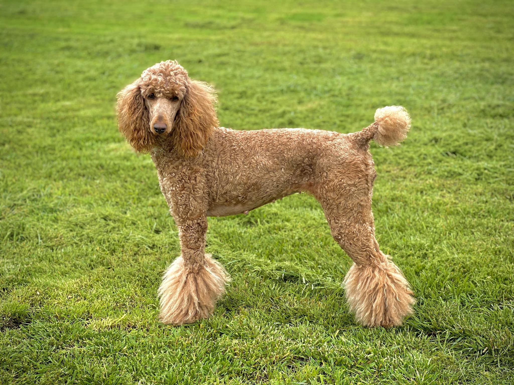 Rolling Meadows Ranch Poodles in Oklahoma | Poodle puppies | Good Dog