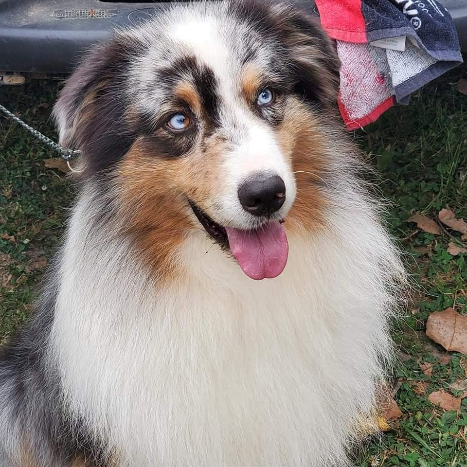 Bur Oak Aussie's in Michigan | Australian Shepherd puppies | Good Dog