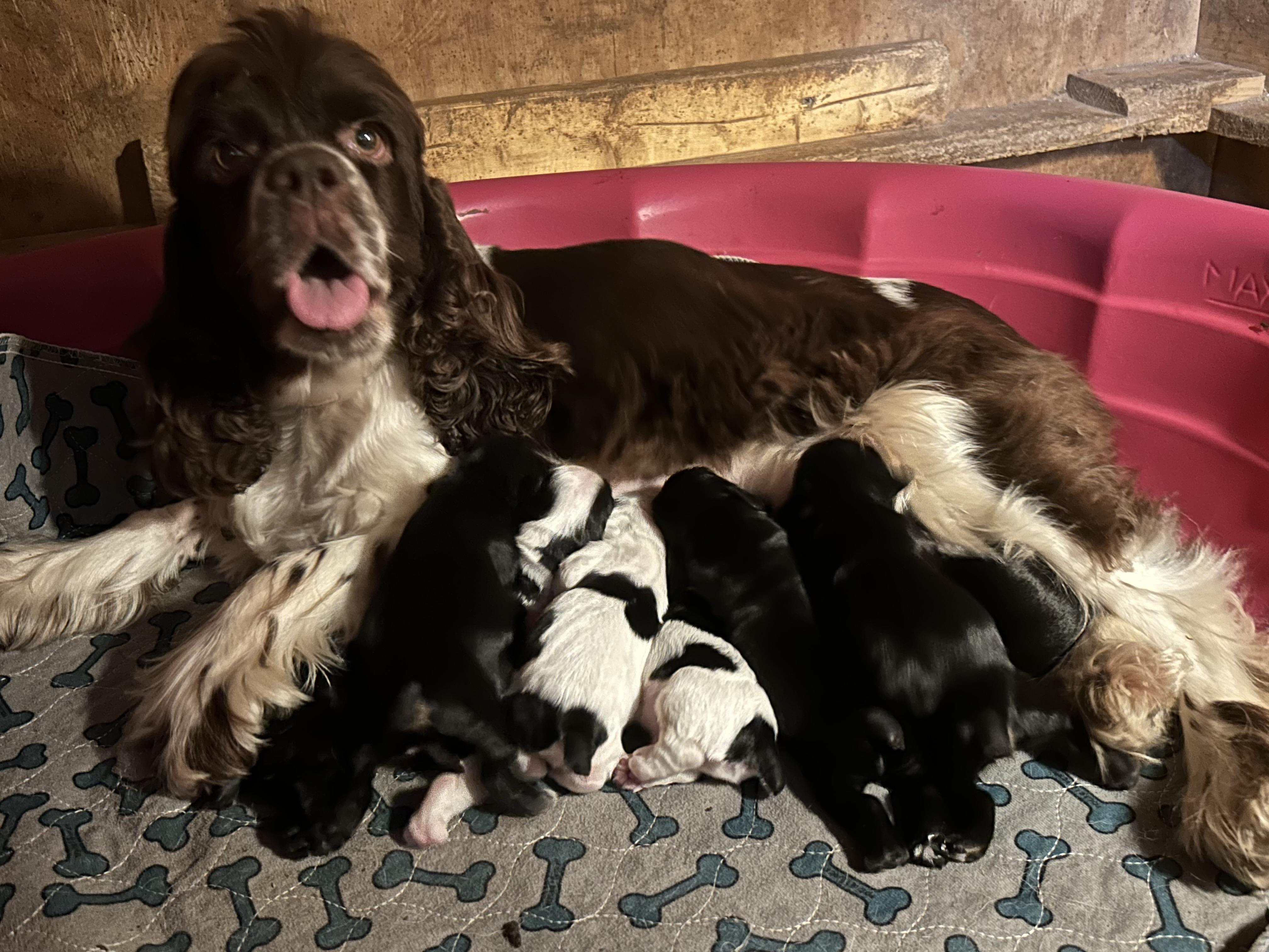 Hirt House Saints in Missouri | Cocker Spaniel and Saint Bernard ...