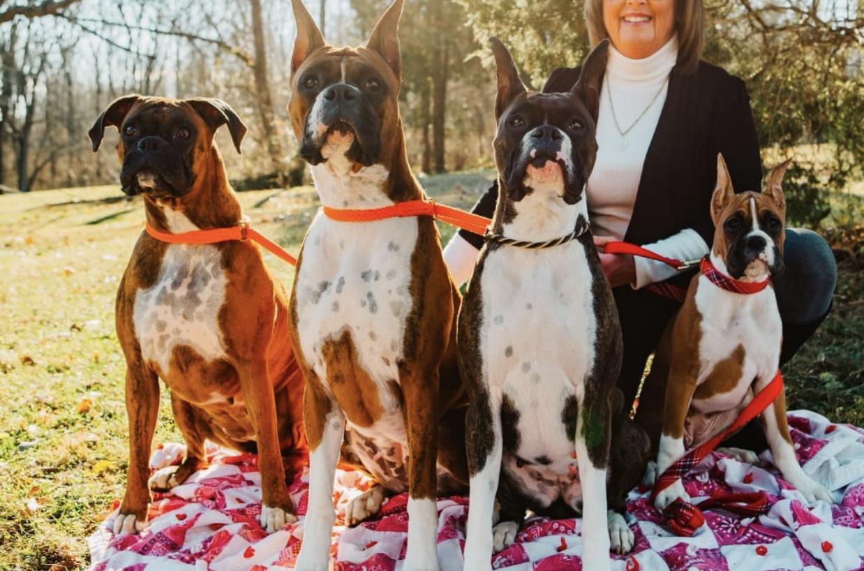 Bega Boxers in Indiana | Boxer puppies | Good Dog