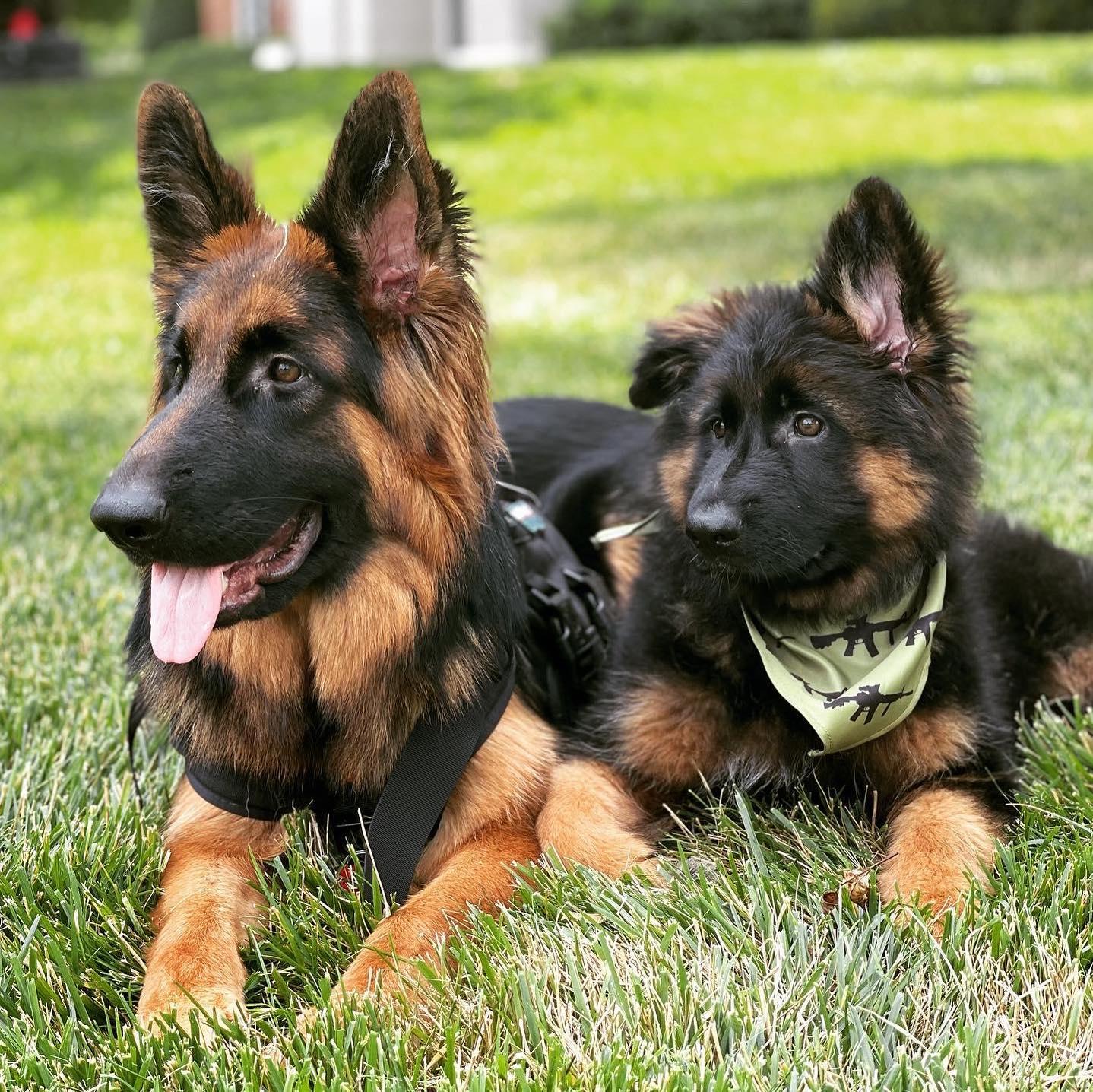 Apex GSD Specialists in North Carolina | German Shepherd puppies | Good Dog