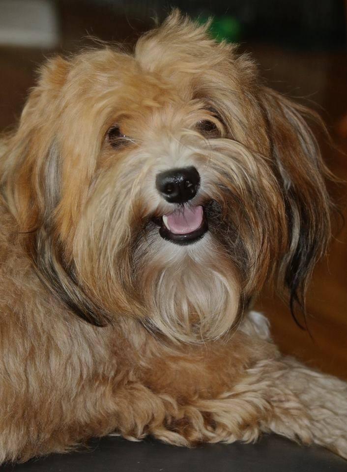 Gingerbred Havanese in Minnesota | Havanese puppies | Good Dog