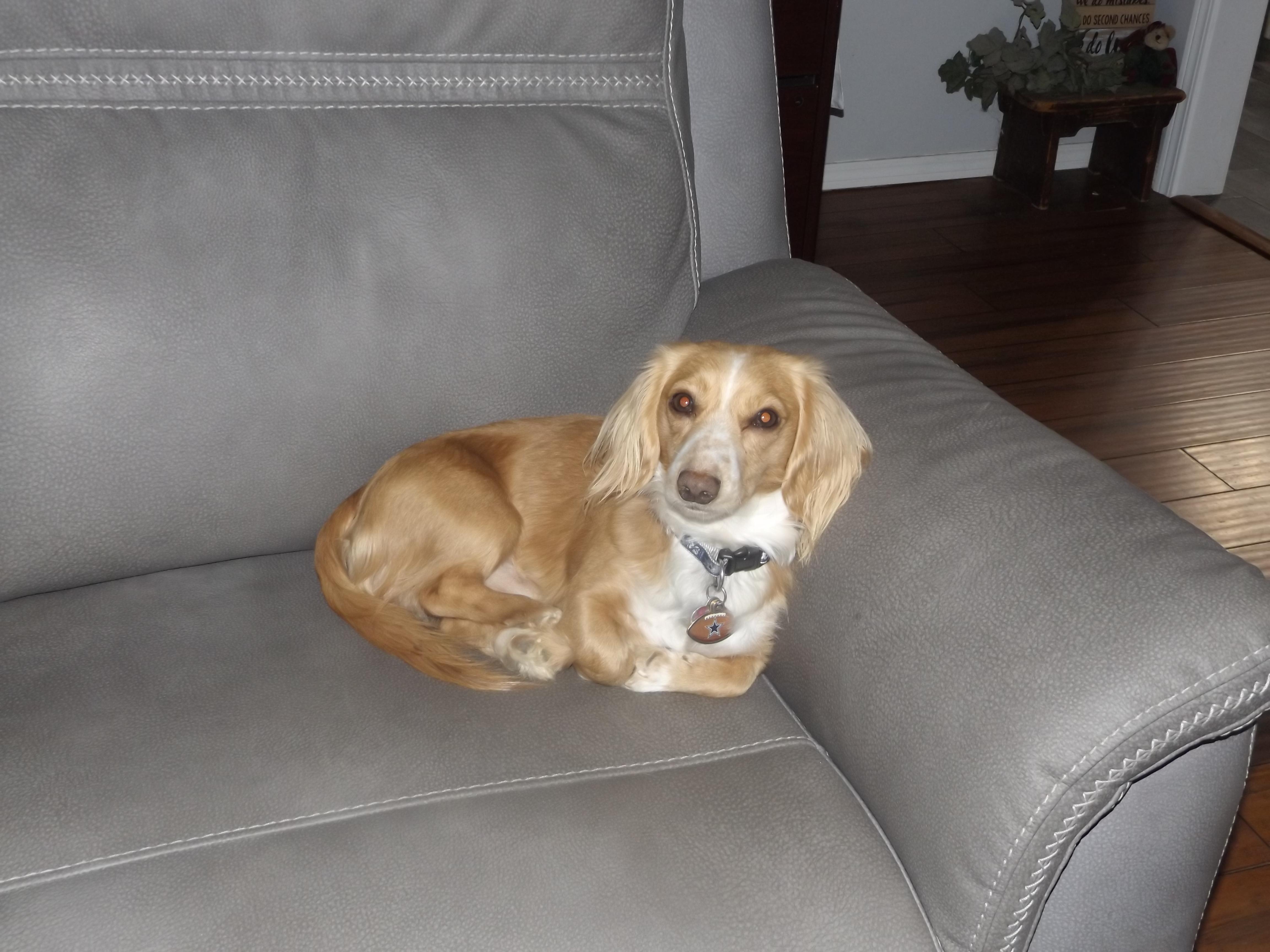Molly Dolly's Miniature Dachshunds in Missouri | Dachshund puppies ...