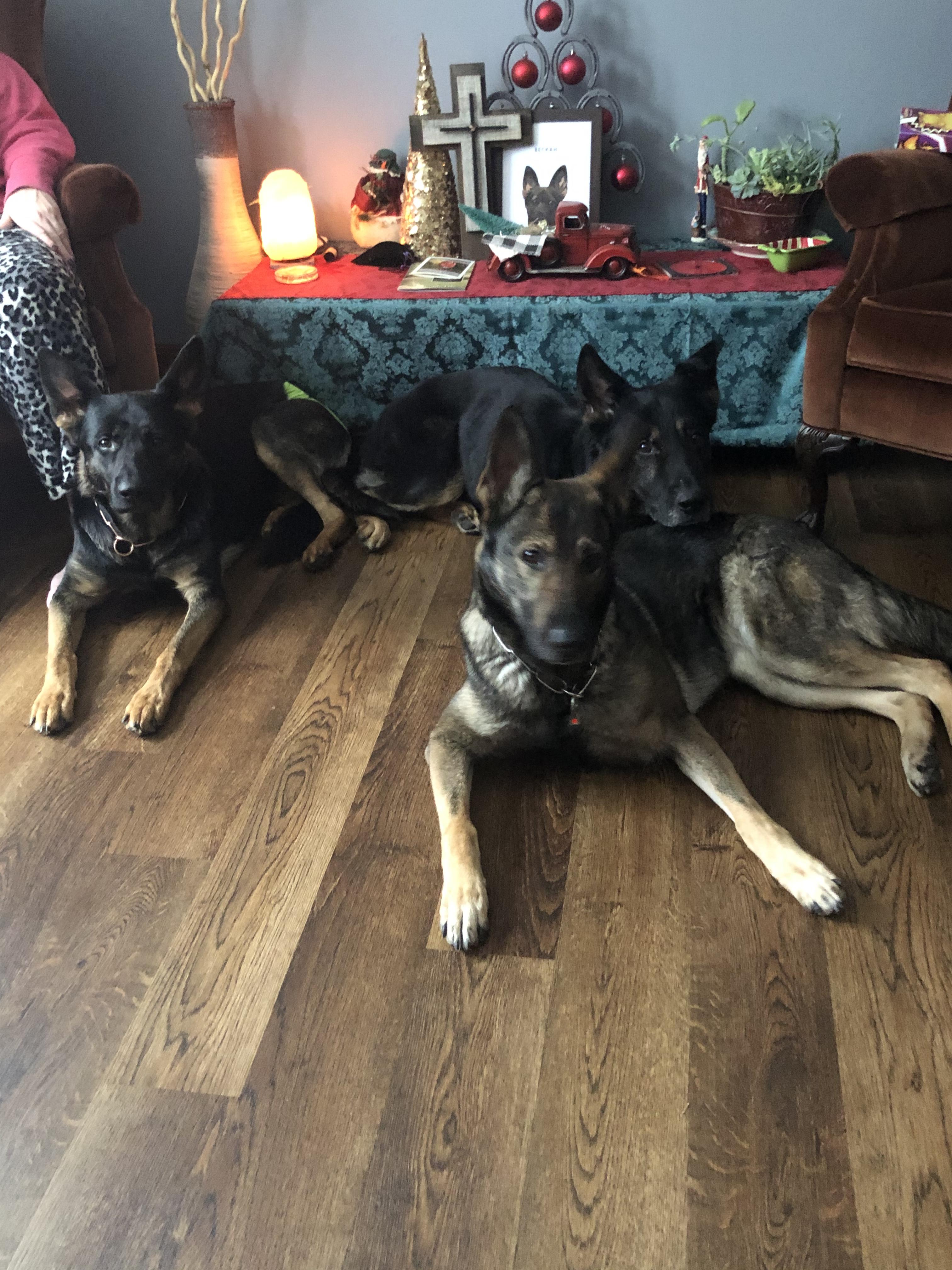 Von Der Heil in Wisconsin | German Shepherd puppies | Good Dog