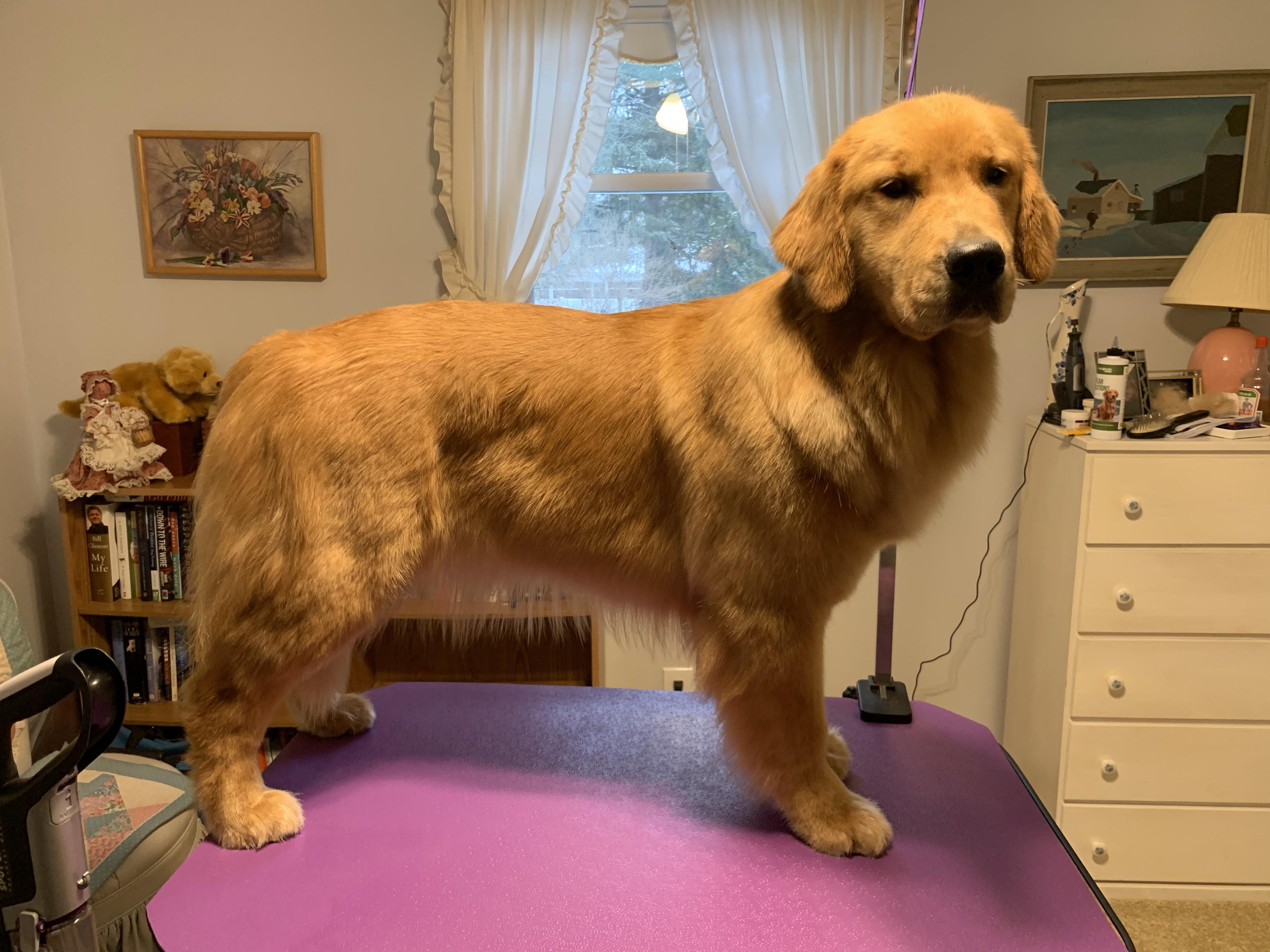 Sue Gamble's Golden Retrievers in Michigan | Golden Retriever puppies ...