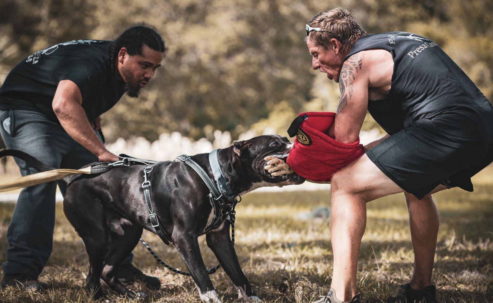 La Realeza Kennels in Florida | Perro de Presa Canario puppies | Good Dog