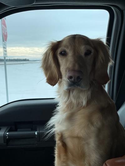 Dakota Timber in North Dakota | Golden Retriever puppies | Good Dog