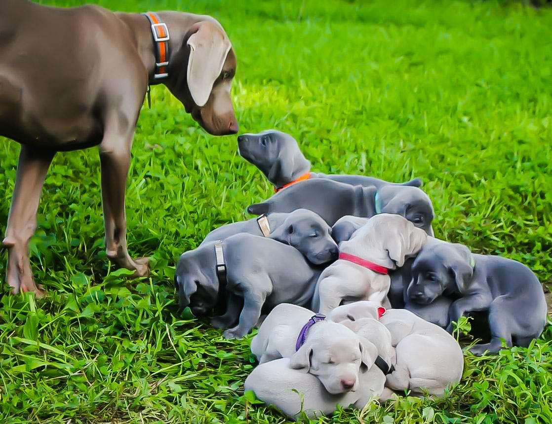 Wunderbar Weims in Nebraska | Weimaraner puppies | Good Dog
