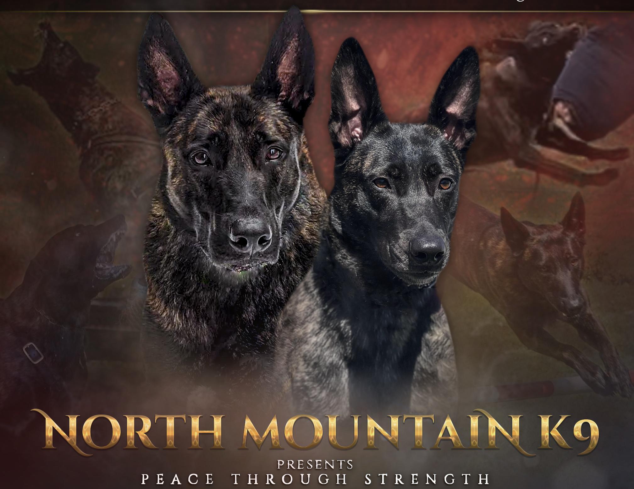 North Mountain Dutch Shepherds in Montana | Dutch Shepherd puppies ...