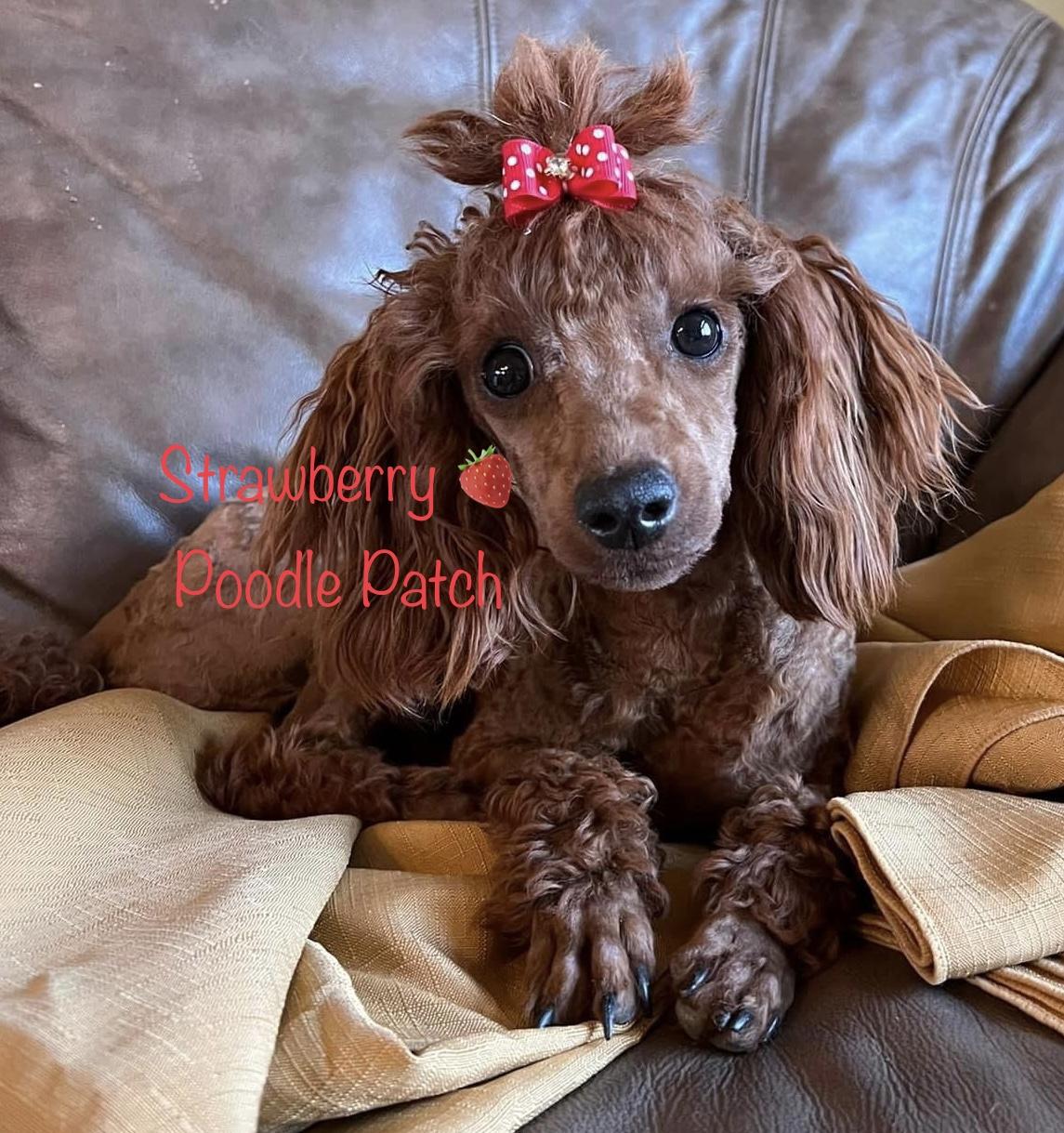 Strawberry Poodle Patch in Montana | Poodle puppies | Good Dog